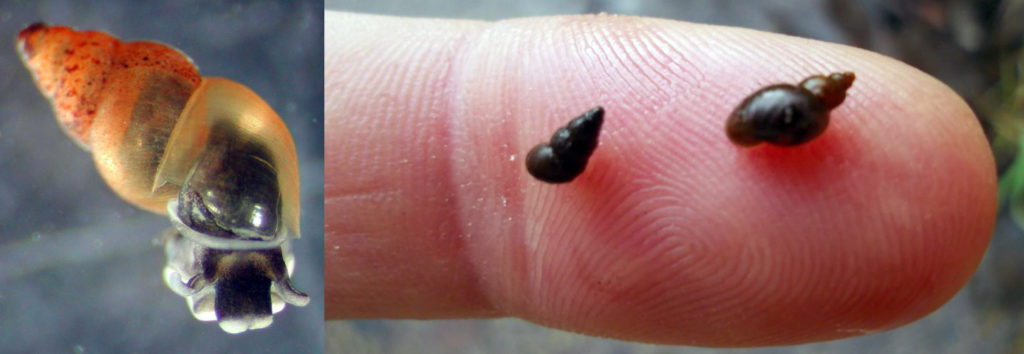 Beware of the New Zealand Mud Snails – Vilas County Lakes & Rivers ...