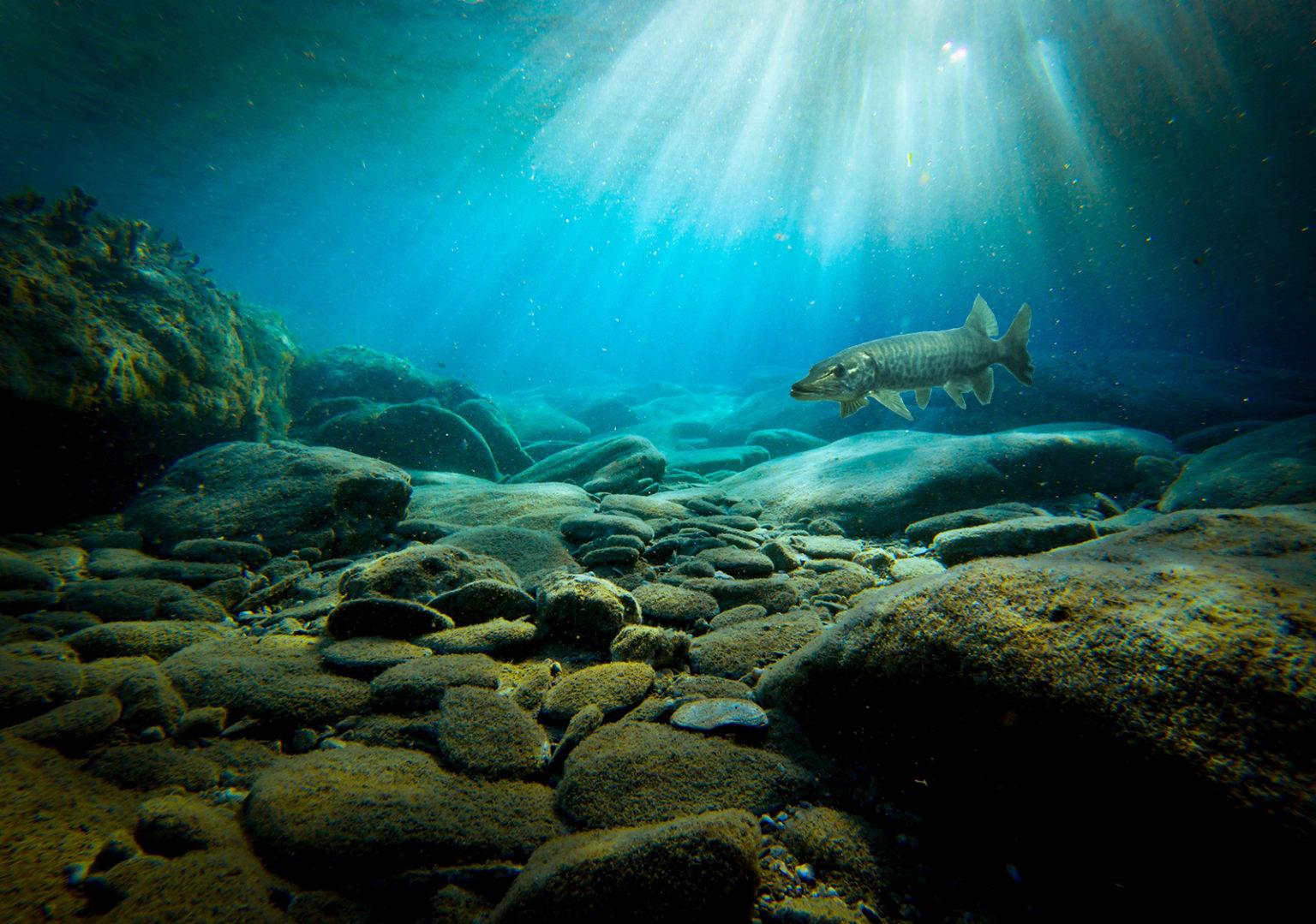 Lake Turnover: Seasonal Nutrient Cycling in Lakes – Vilas County Lakes ...